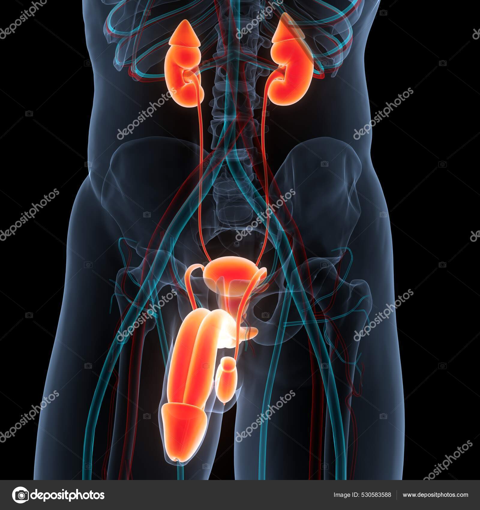 Anatomía Del Sistema Urinario