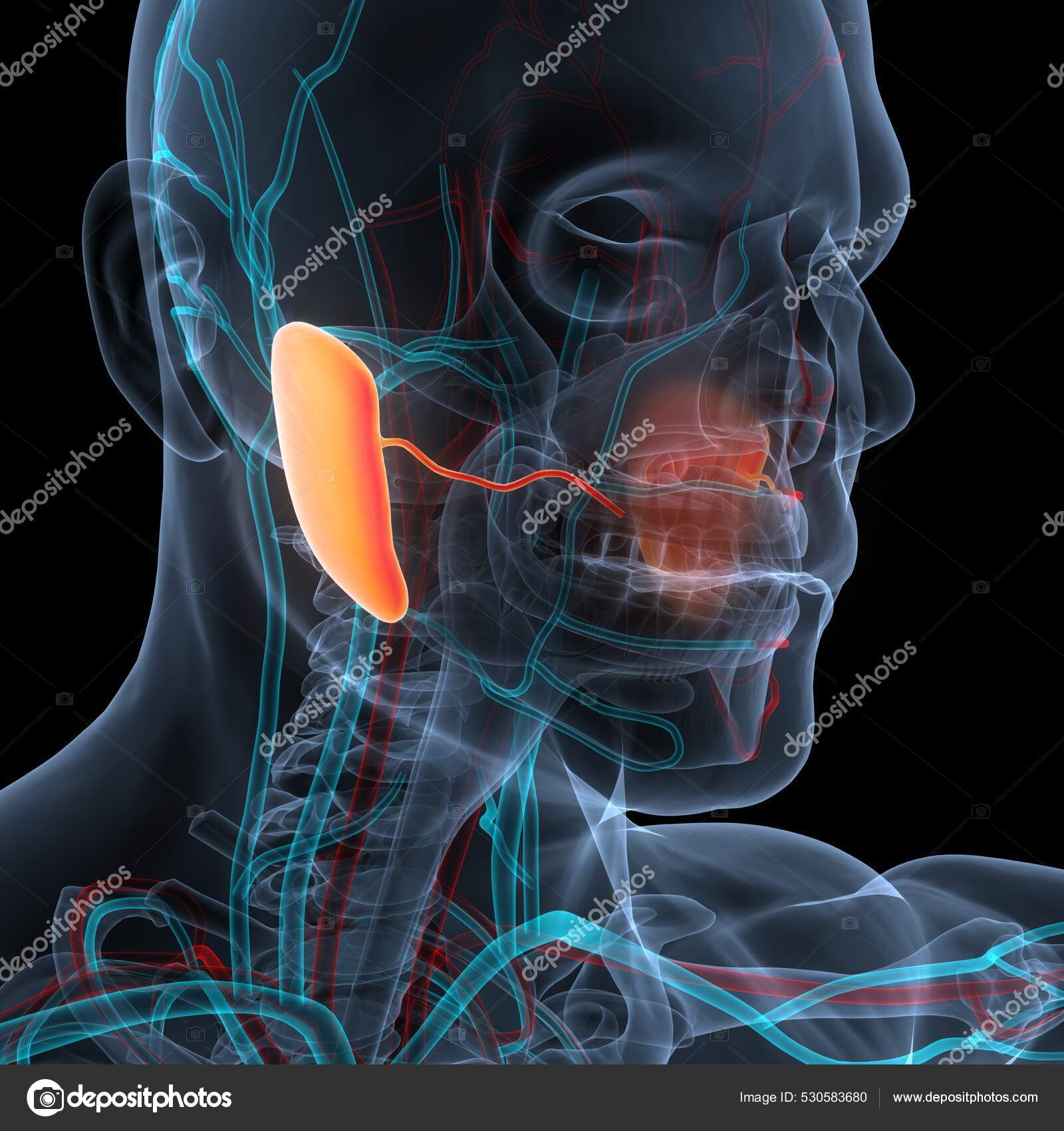 Clipart Mouth Digestive System Mouth Clipart Mouth