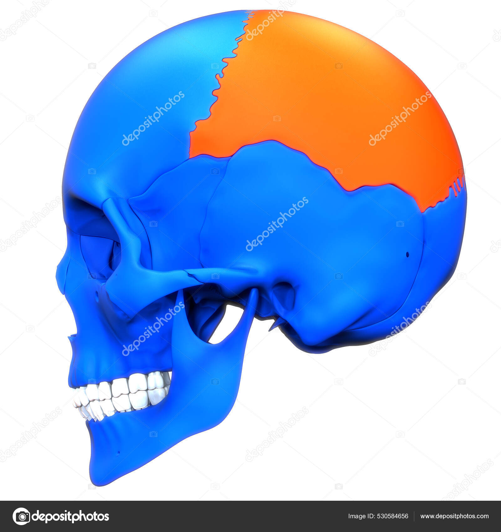 Human Skeleton System Skull Bone Parts Anatomy Stock Photo by ...