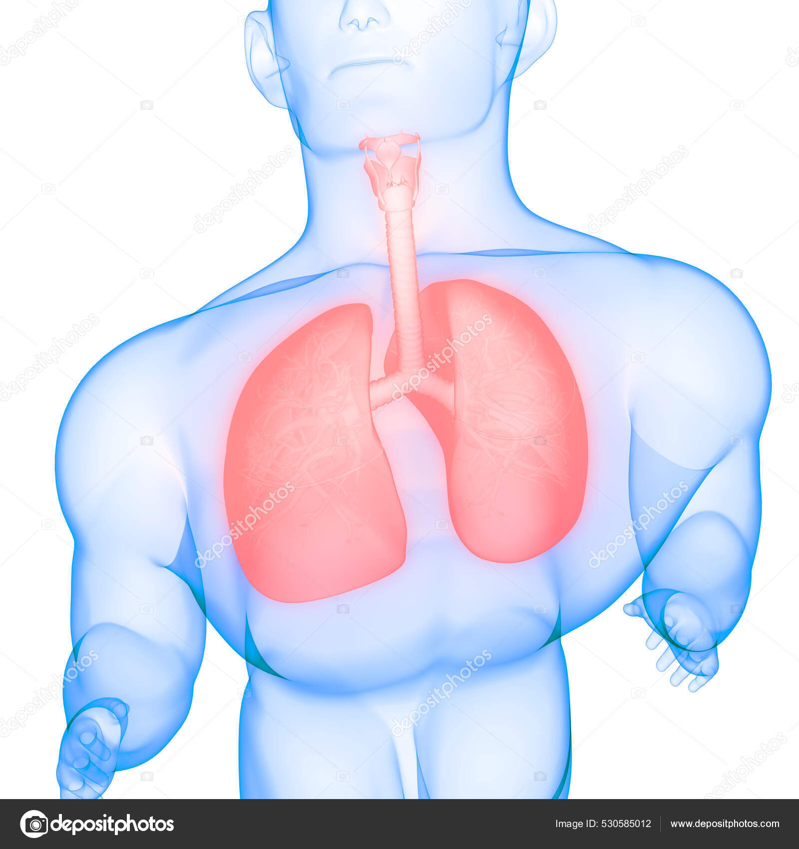 Human Respiratory System Lungs Anatomy — Stock Photo © magicmine #530585012