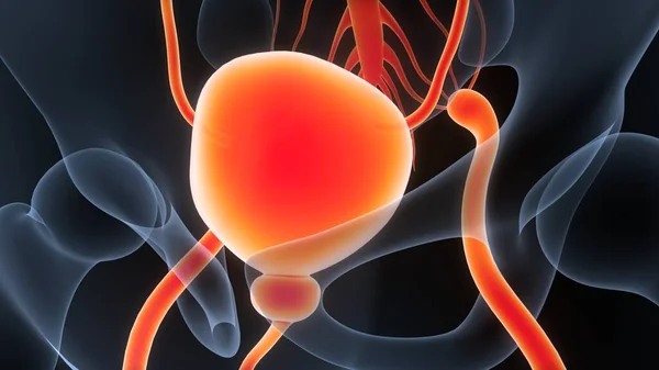 Human Urinary System Bladder Anatomy Stock Photo by ©magicmine 414745626