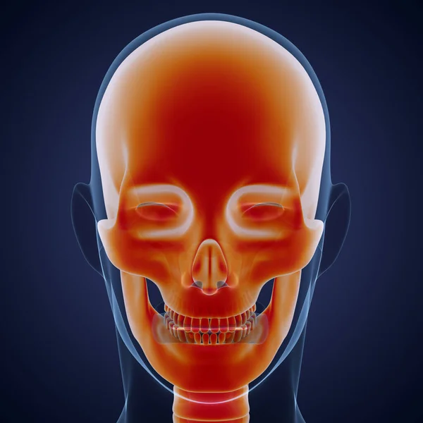 Cefalea Humana Tipos Anatomía Cluster Ilustración — Foto de stock ...