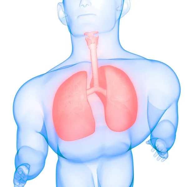 Human respiration Stock Photos, Royalty Free Human respiration Images ...