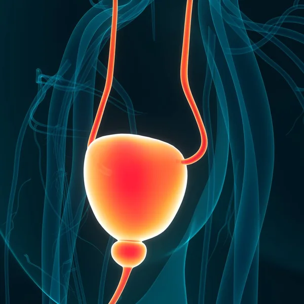 Human Urinary System Bladder Anatomy — Stock Photo © magicmine #535869560
