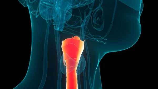 Cancer du larynx images libres de droit, photos de Cancer du larynx | Depositphotos