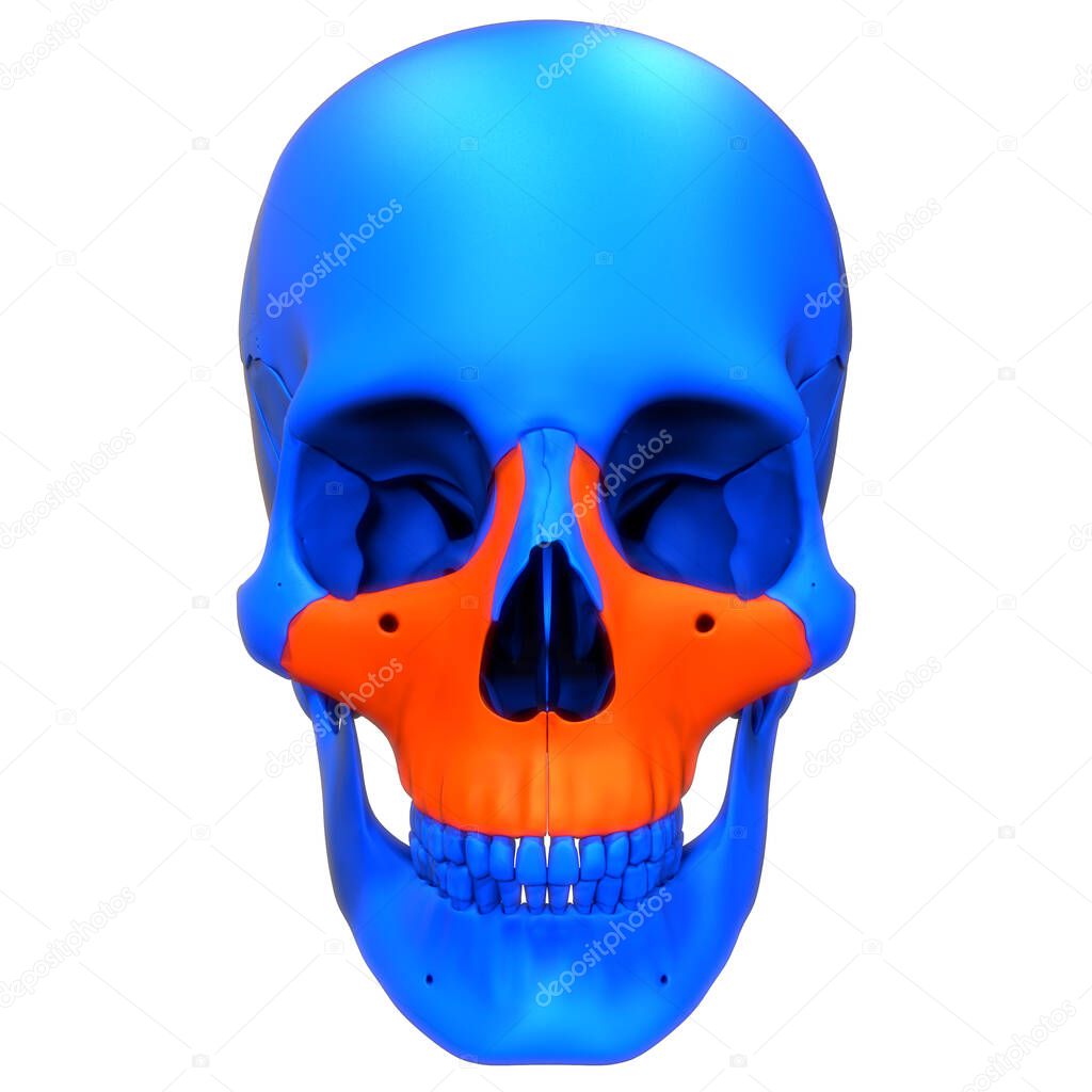 Sistema esquelético humano Anatomía de partes óseas del cráneo. 3D 2023