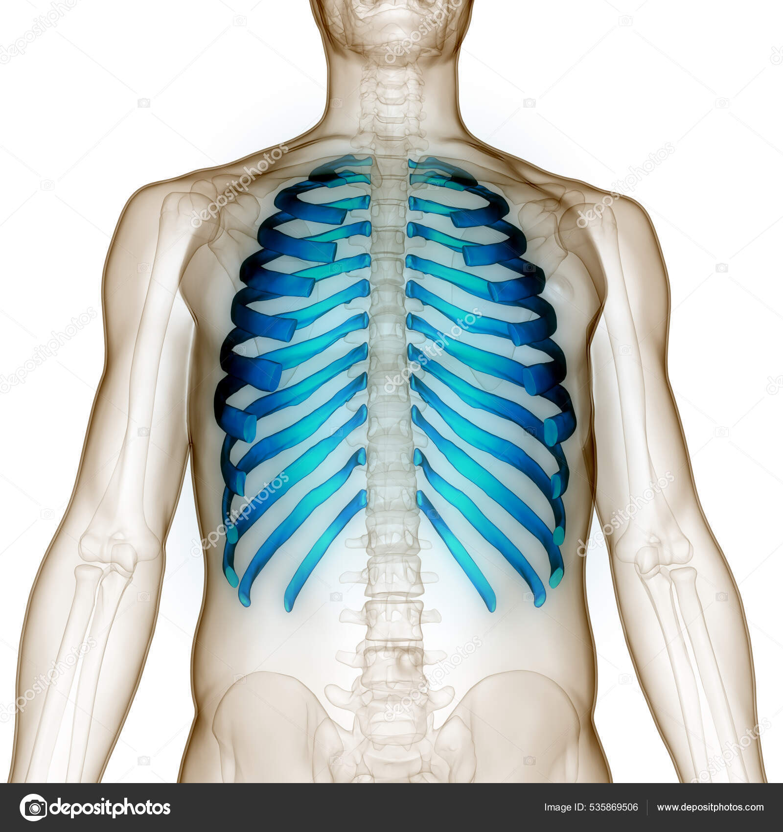 Human Skeleton Ribs Back View