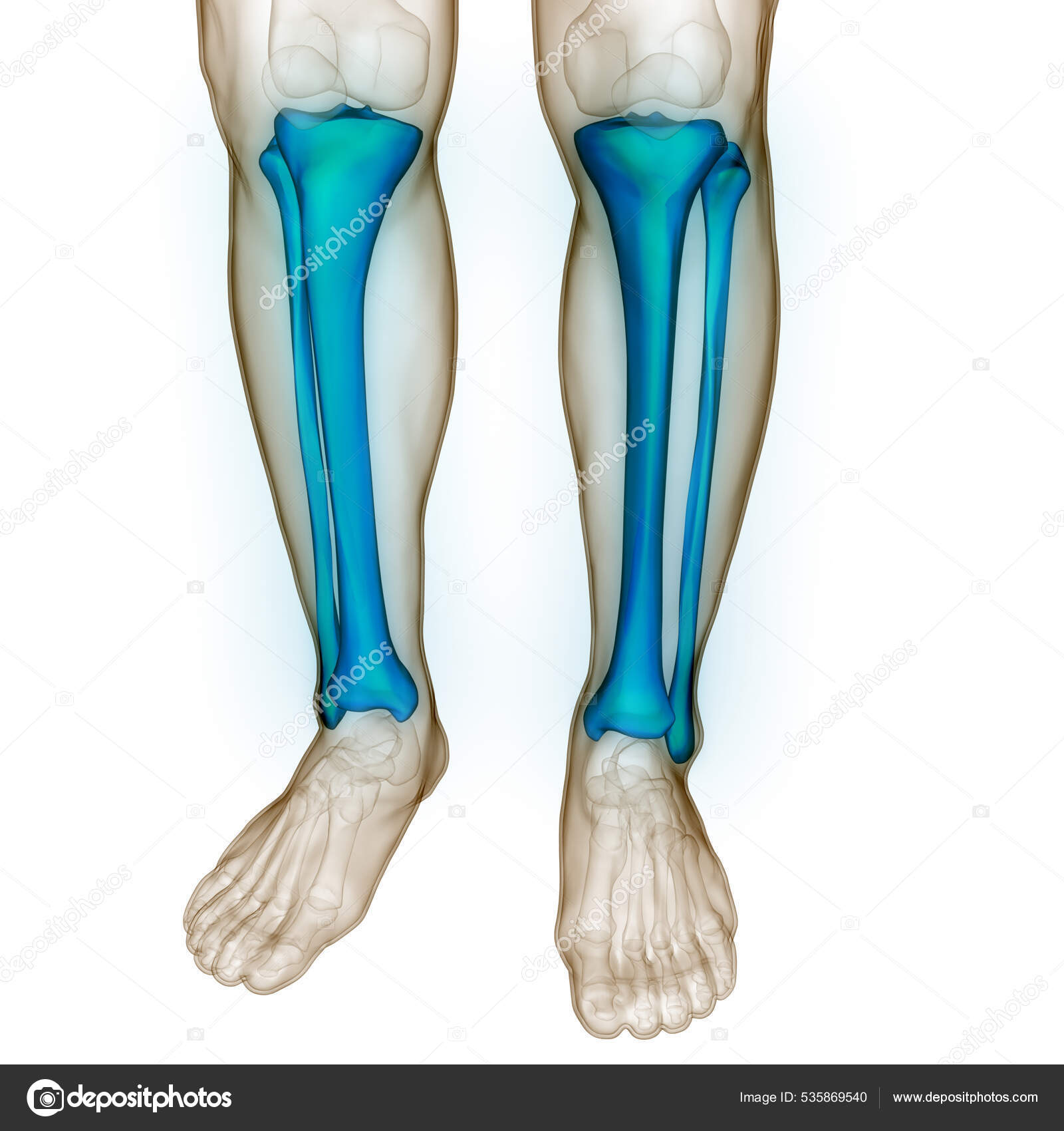 Ossos Da Tibia E Fibula