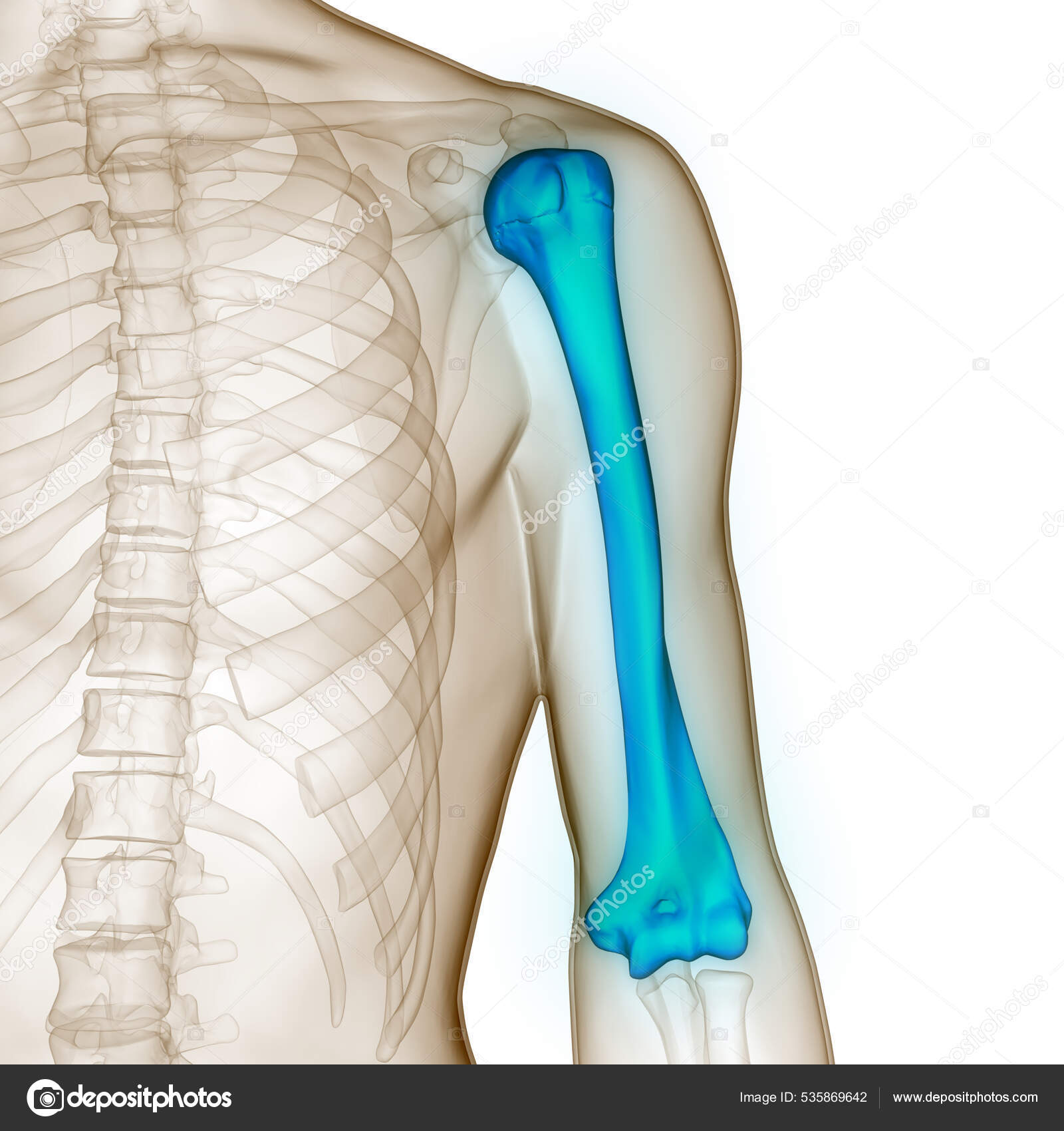 Human Skeleton Bones Anatomy Humerus Bones — Stock Photo © magicmine ...