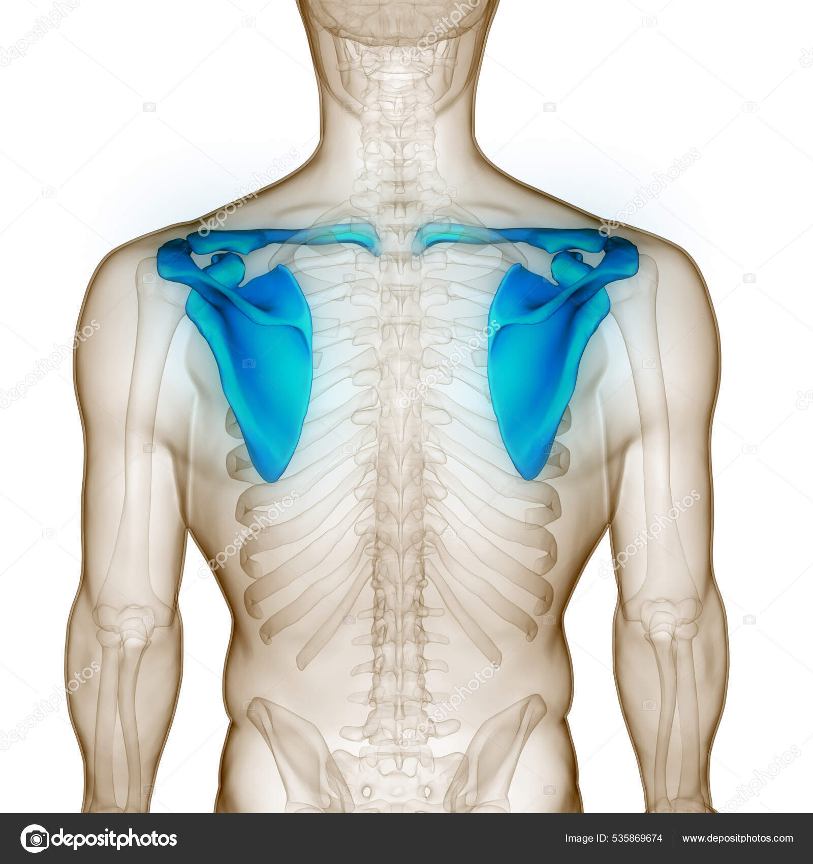 Pectoral Girdle Anatomy