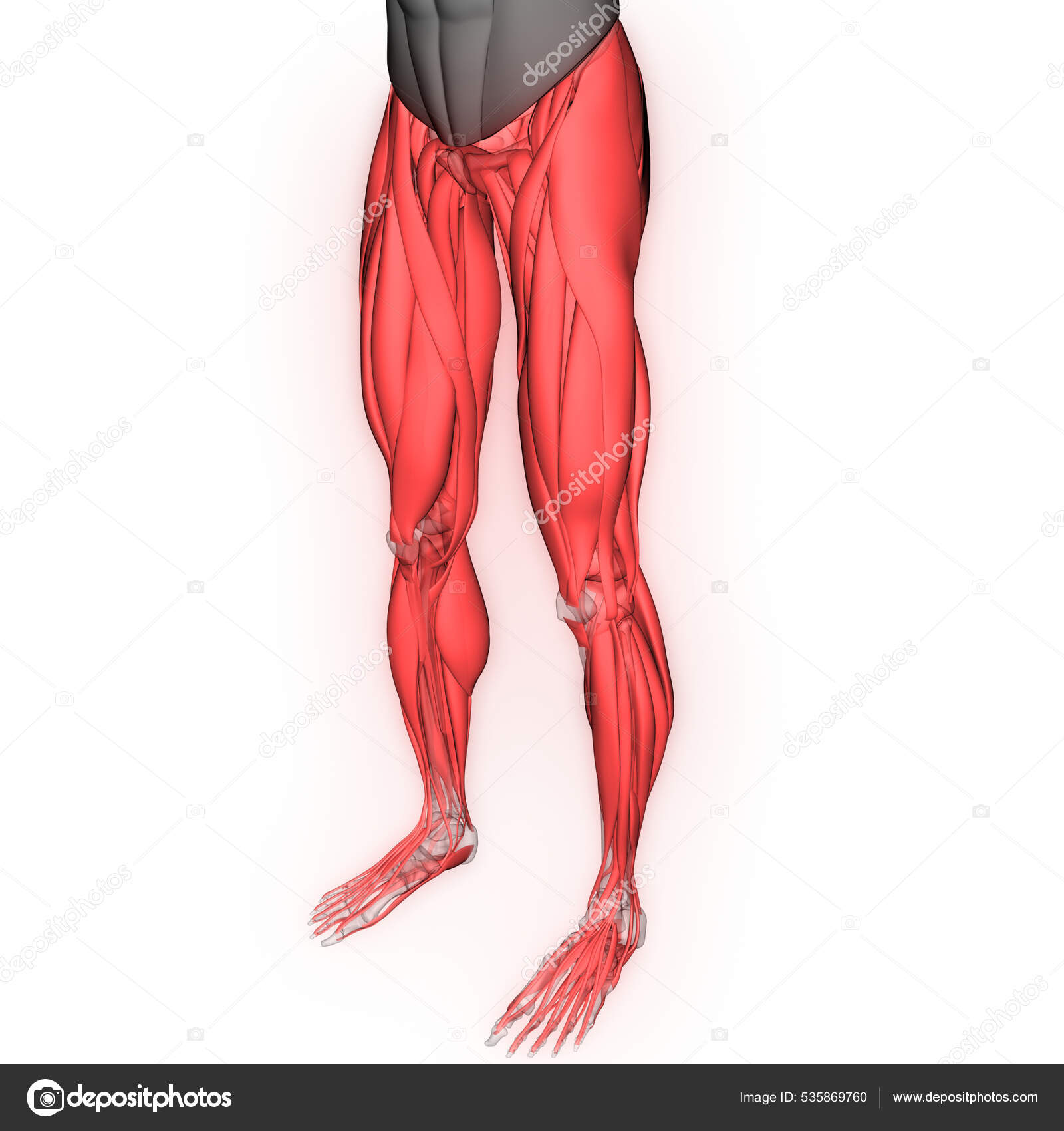 Muscles Part Human Muscular System Anatomy Stock Photo by ©magicmine ...