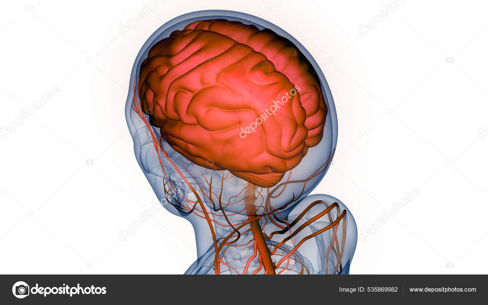 Human Central Nervous System Brain Anatomy Stock Photo by ©magicmine ...