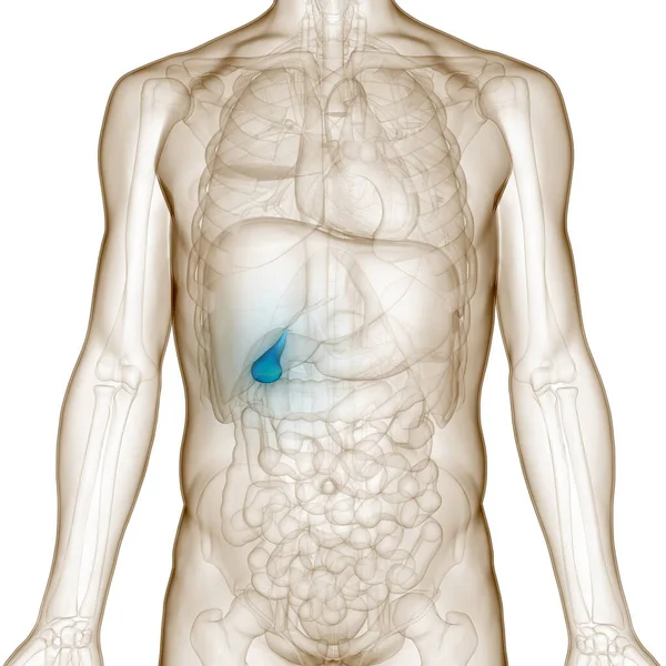 Human Internal Organs Pancreas Gallbladder Anatomy — Stock Photo ...