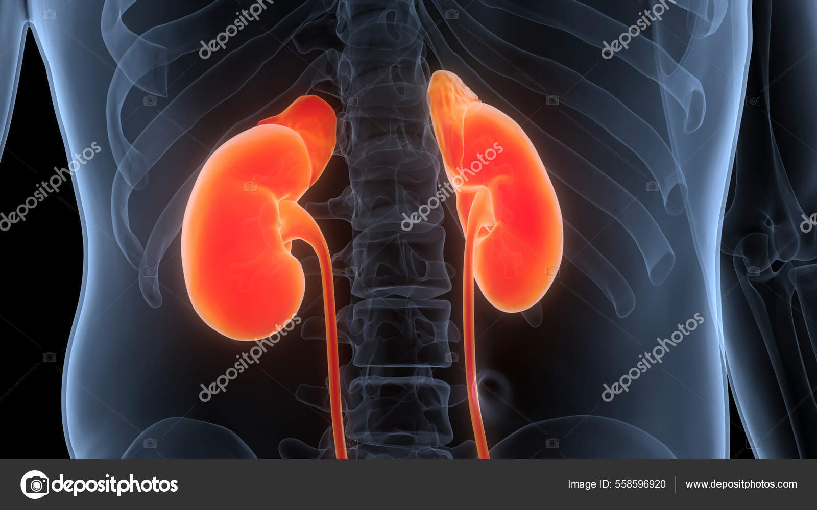 Sistema Urinário Humano Anatomia Dos Rins — Foto © magicmine #558596920
