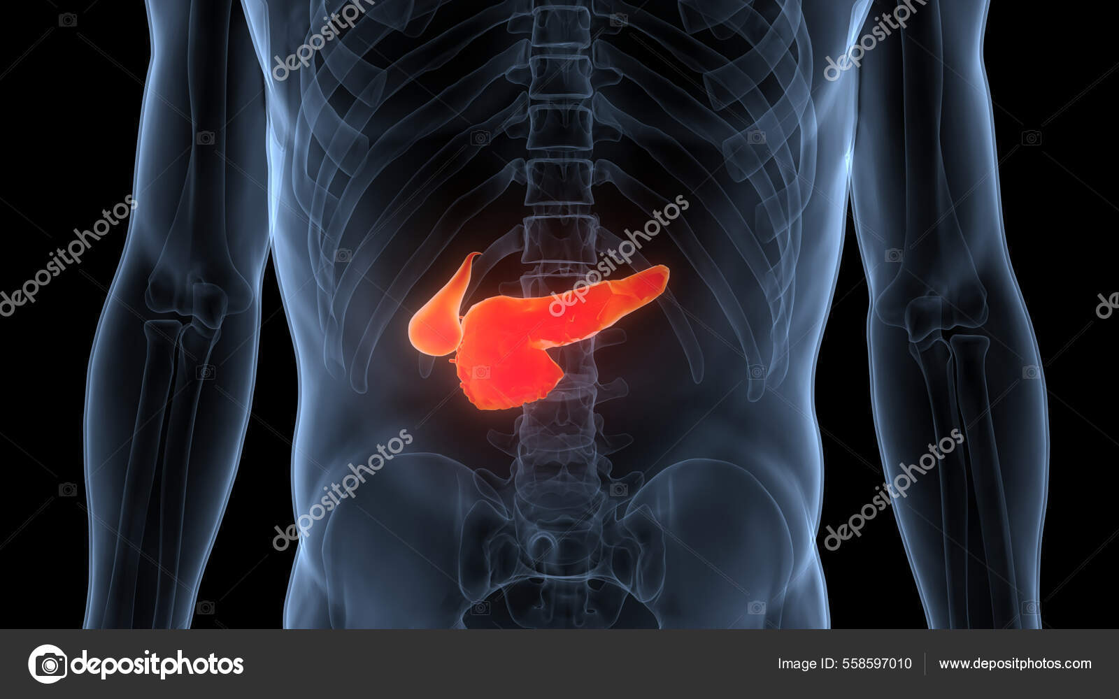 Human Internal Organ Pancreas Anatomy Stock Photo by ©magicmine 558597010