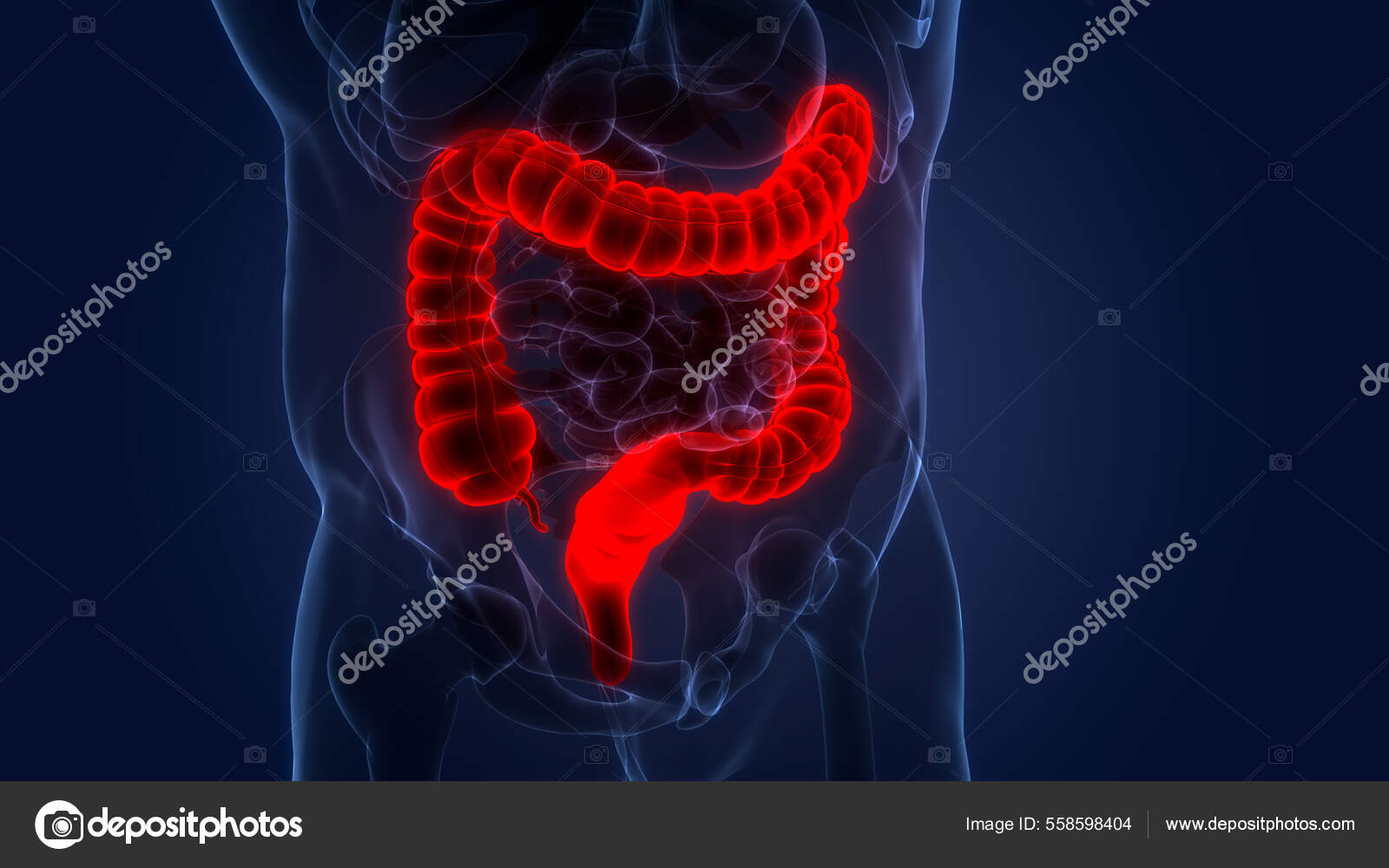 Sistem Pencernaan Manusia Anatomi Usus Besar — Foto Stok © magicmine ...