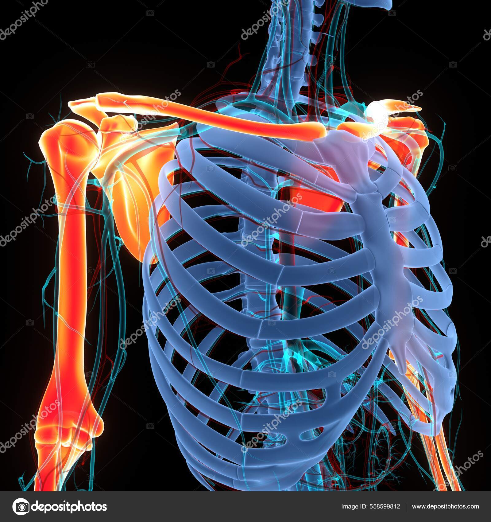 Human Skeleton System Bones Hands Joints Anatomy Illustration Stock ...