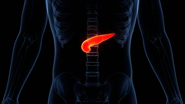 Human Pancreas Images - Search Images on Everypixel