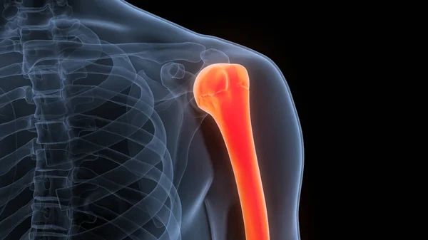 Human Skeleton Bones Anatomy Humerus Bones — Stock Photo © magicmine ...