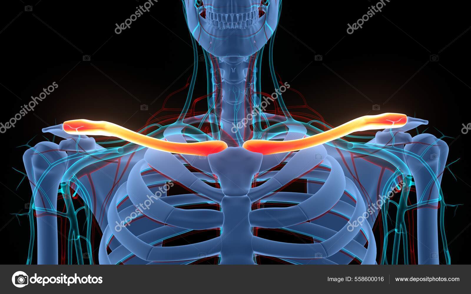 Sistema Esquelético Humano Clavícula Articulaciones Óseas Anatomía ...