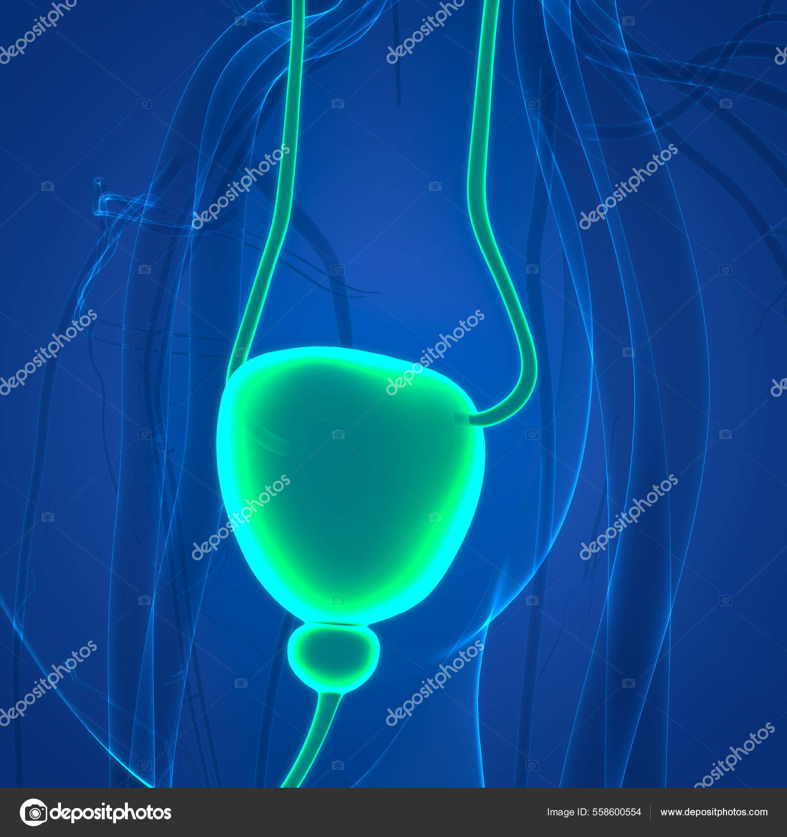 Anatomia Bexiga Sistema Urinário Humano — Foto © magicmine #558600554