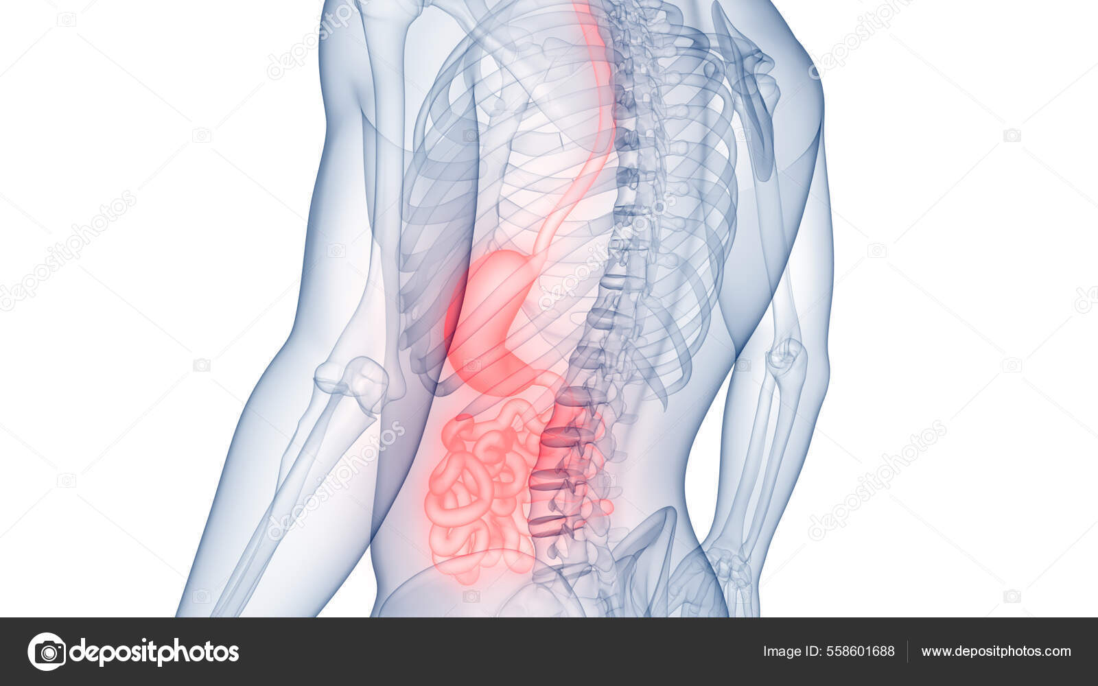 Sistem Pencernaan Manusia Perut Dengan Anatomi Usus Kecil — Foto Stok ...