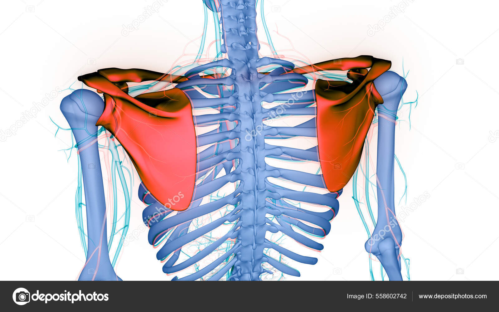Sistema Esqueleto Humano Pectoral Ombro Cinto Ossos Articulações ...