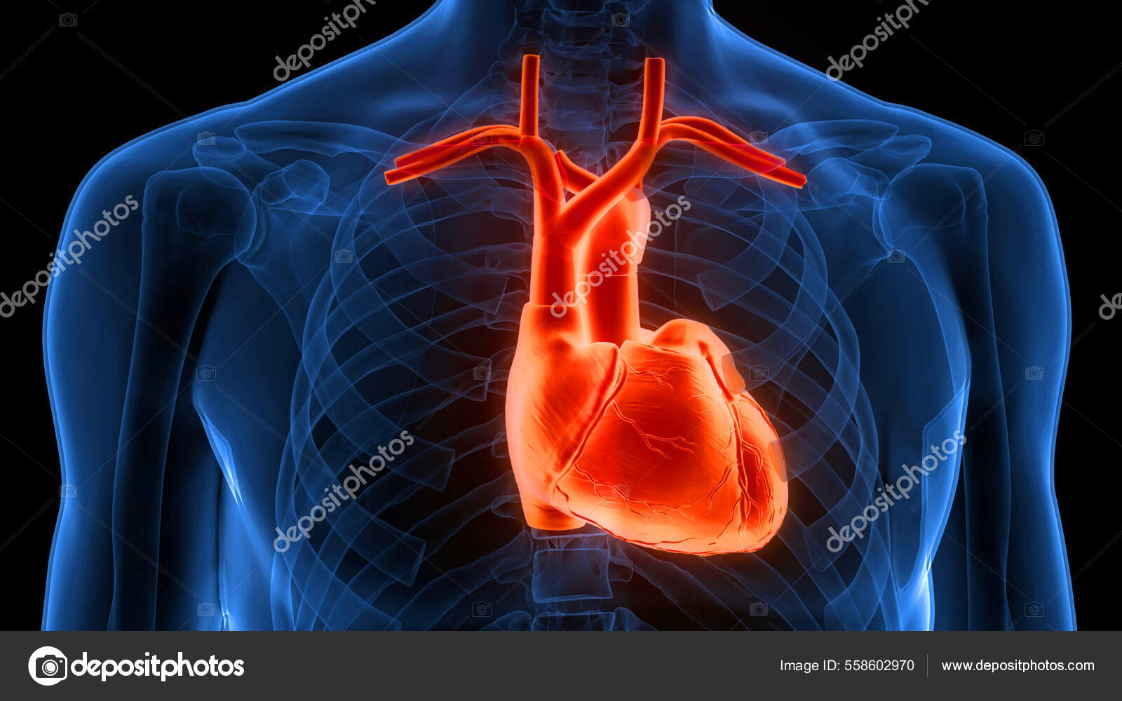 Human Circulatory System Heart Anatomy Stock Photo by ©magicmine 558602970