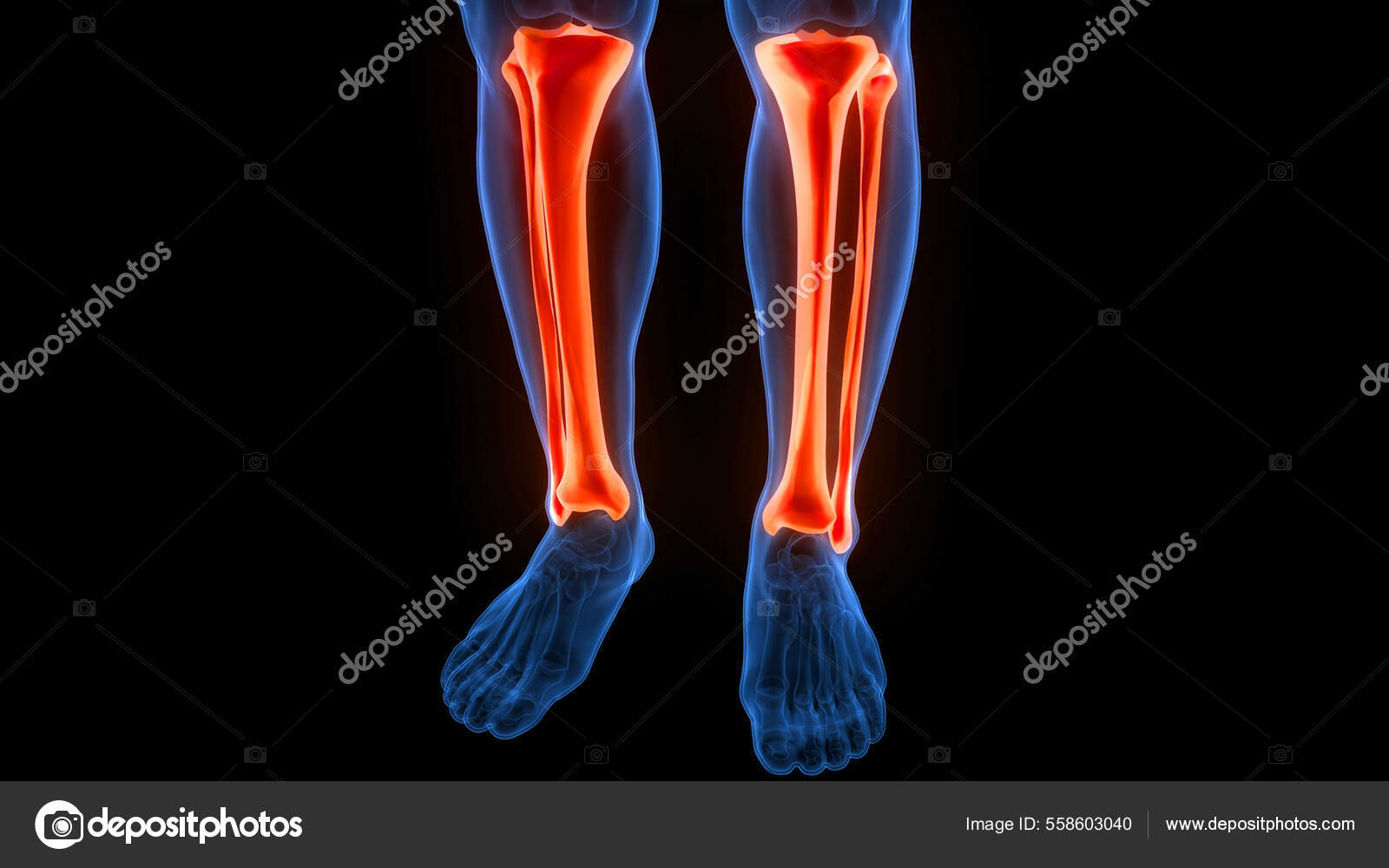 Menneskelige Skelet System Tibia Fibula Knogle Forbinder Anatomi 3Dname ...