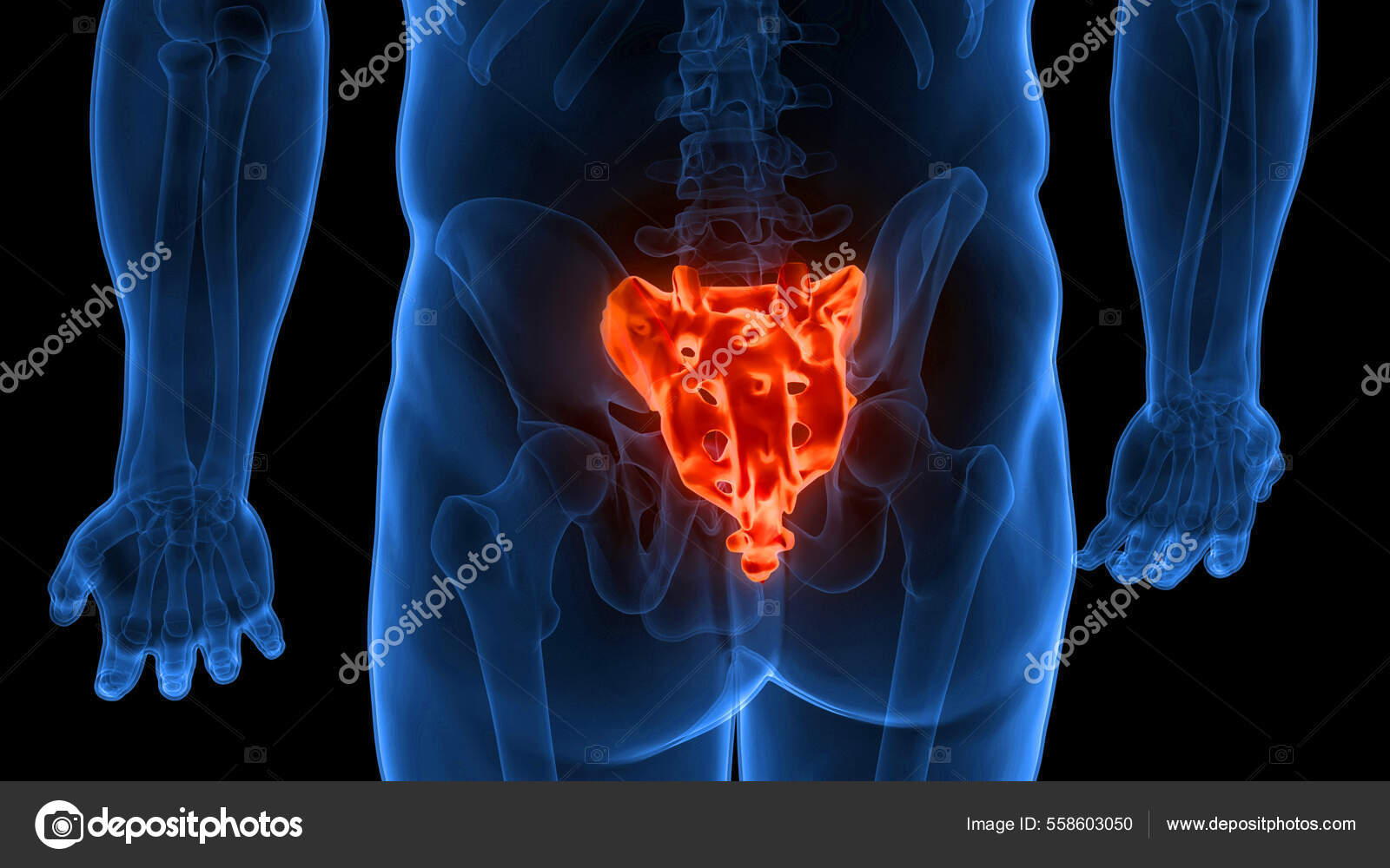 Columna Vertebral Médula Espinal Sacro Anatomía Del Sistema Esquelético ...