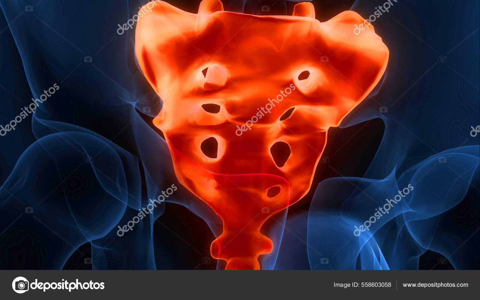 Medula Espinhal Coluna Vertebral Sacro Anatomia Sistema Esqueleto ...
