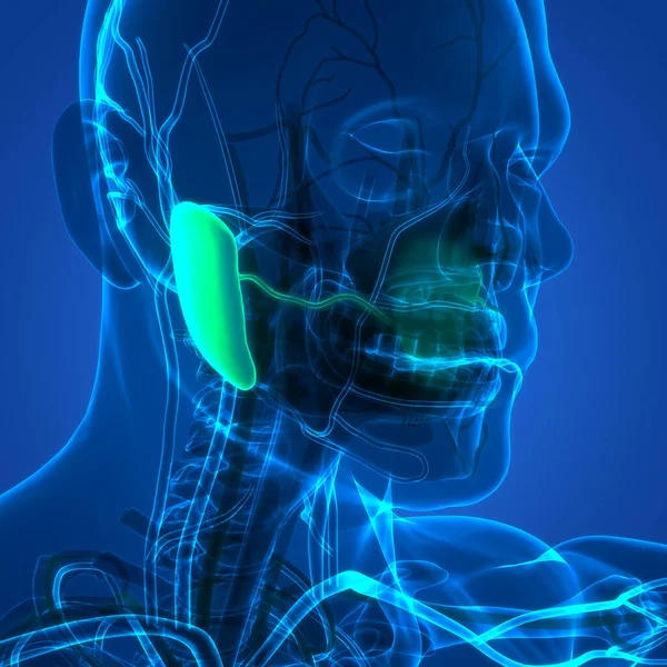 Anatomía Boca Del Sistema Digestivo Humano — Foto de stock #471365522 ...