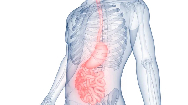 Sistem Pencernaan Manusia Perut Dengan Anatomi Usus Kecil — Foto Stok ...