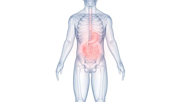 Sistem Pencernaan Manusia Perut Dengan Anatomi Usus Kecil — Foto Stok ...