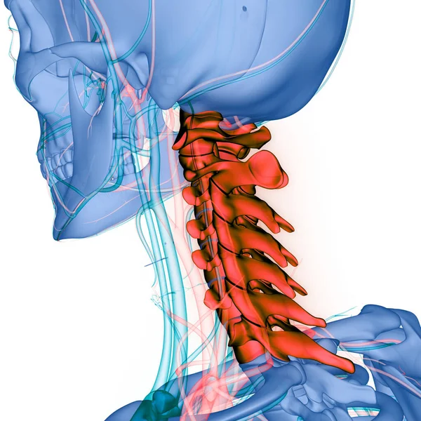 Anatomy of the cervical spine Stock Photos, Royalty Free Anatomy of the ...