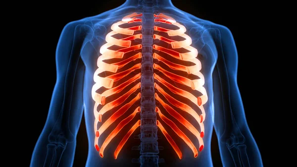 Human Respiratory System Lungs Anatomy — Stock Photo © magicmine #558602472