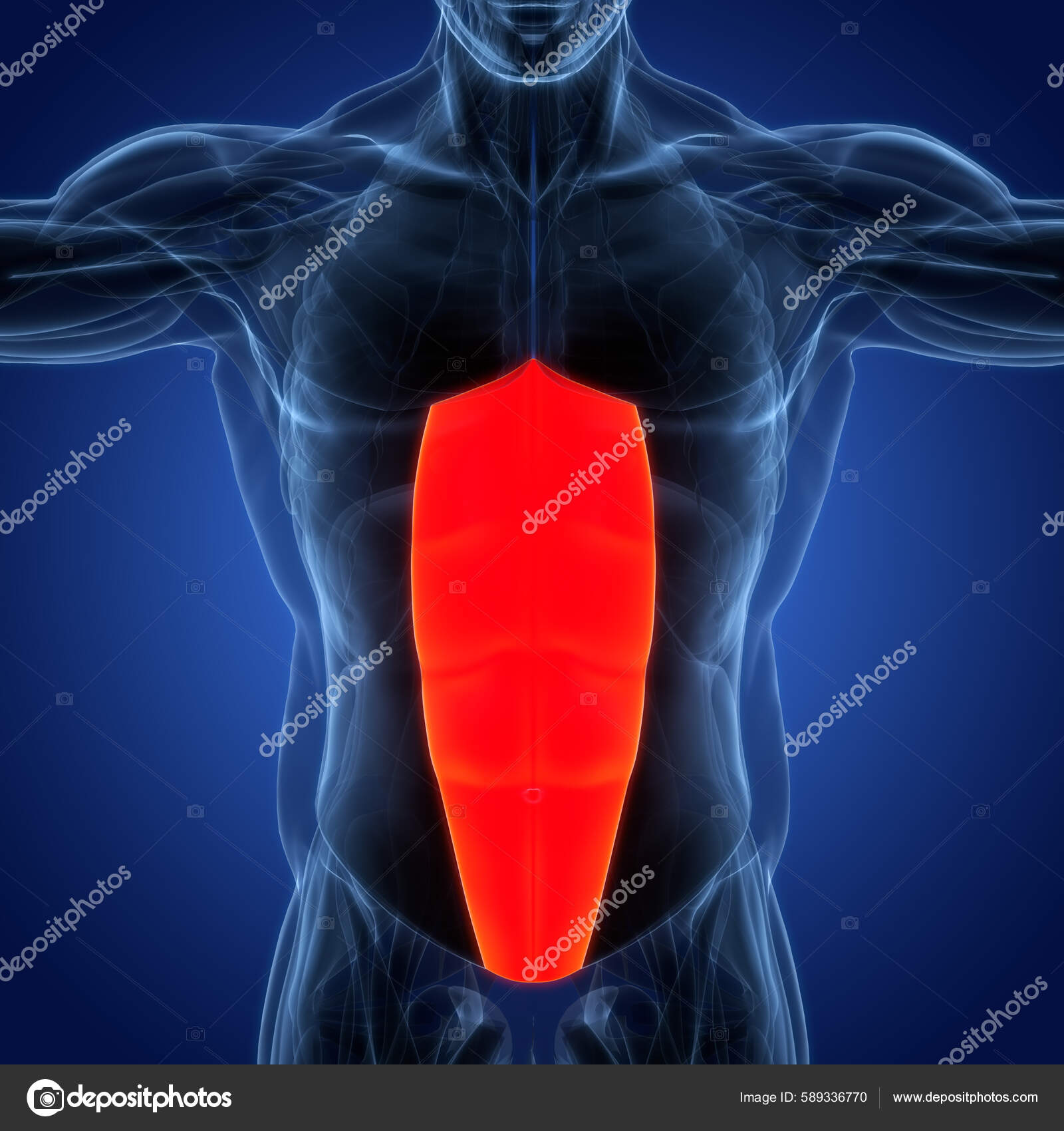 Human Muscular System Torso Muscles Anatomy — Stock Photo © magicmine ...