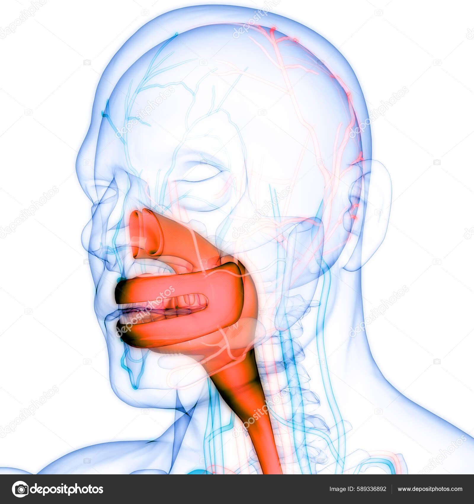Mouth Digestive System