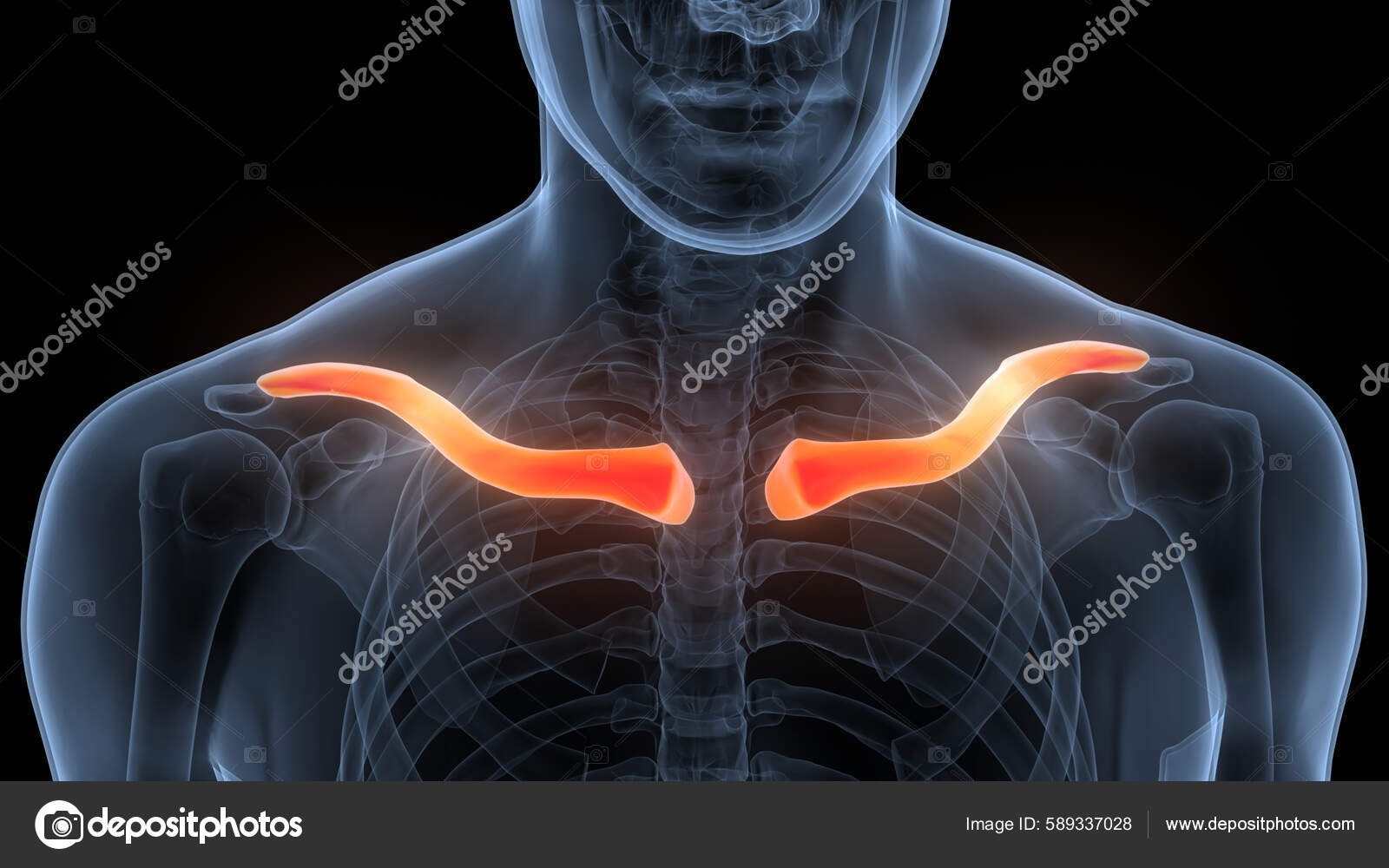 Sistema Esquelético Humano Clavícula Articulaciones Óseas Anatomía ...
