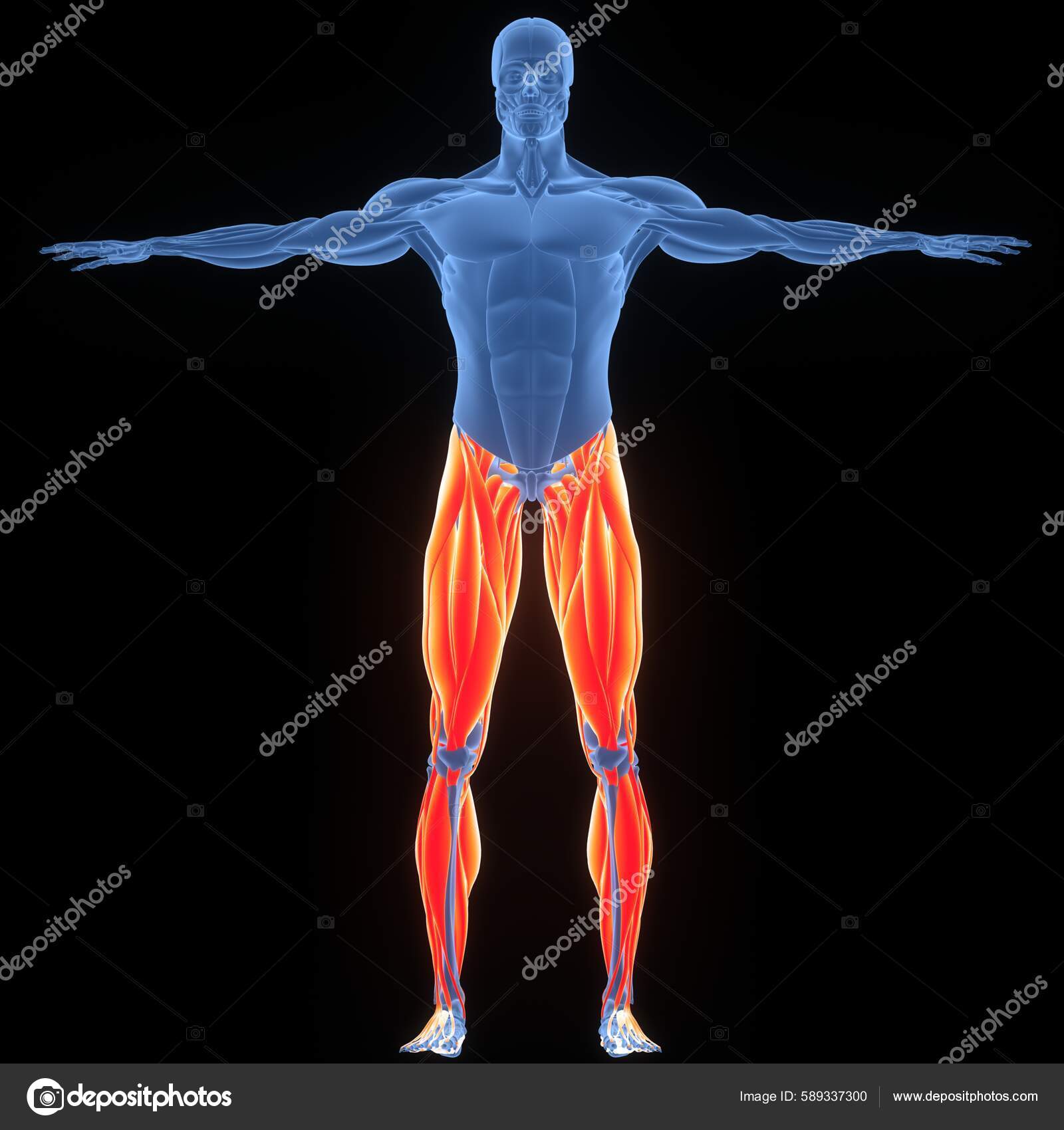 Sistema Muscular De Humanos