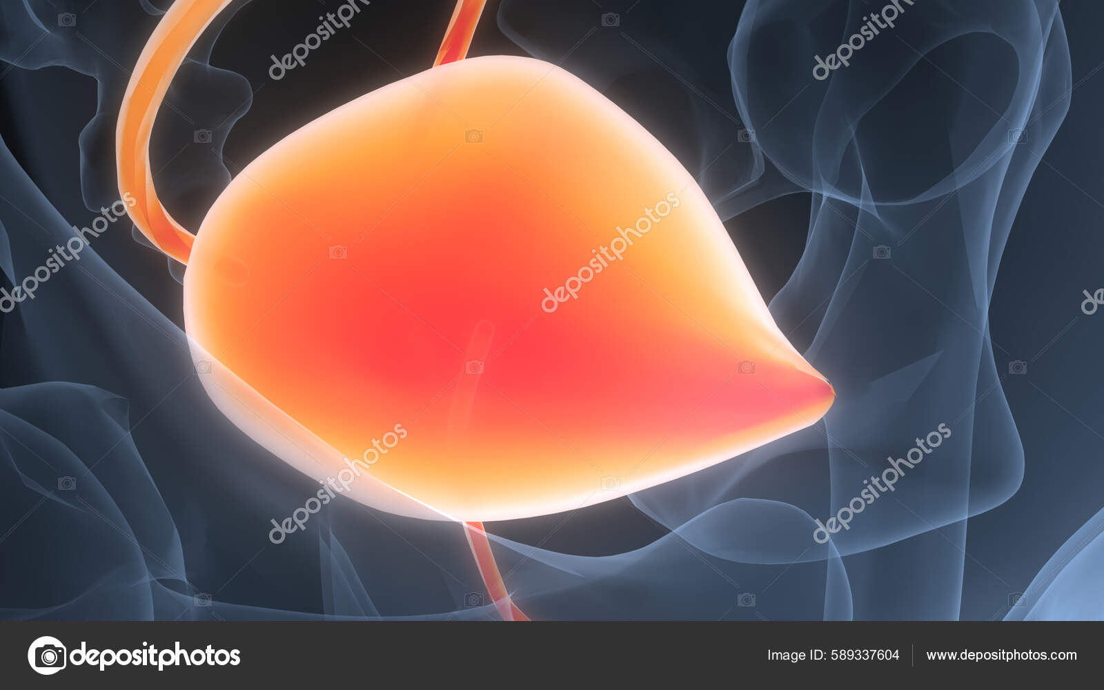Anatomía Vesical Del Sistema Urinario Humano — Foto de stock #589337604 ...