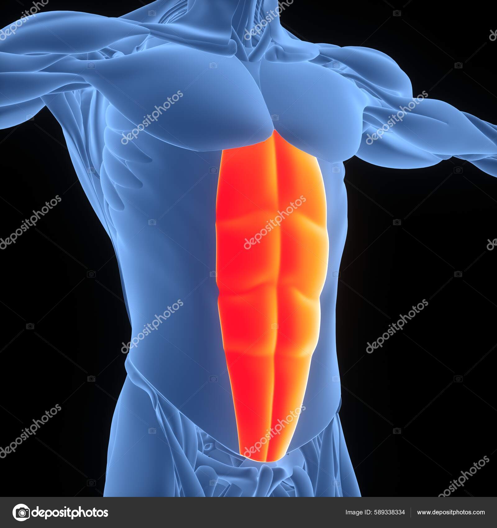 Human Muscular System Torso Muscles Anatomy Stock Photo by ©magicmine ...