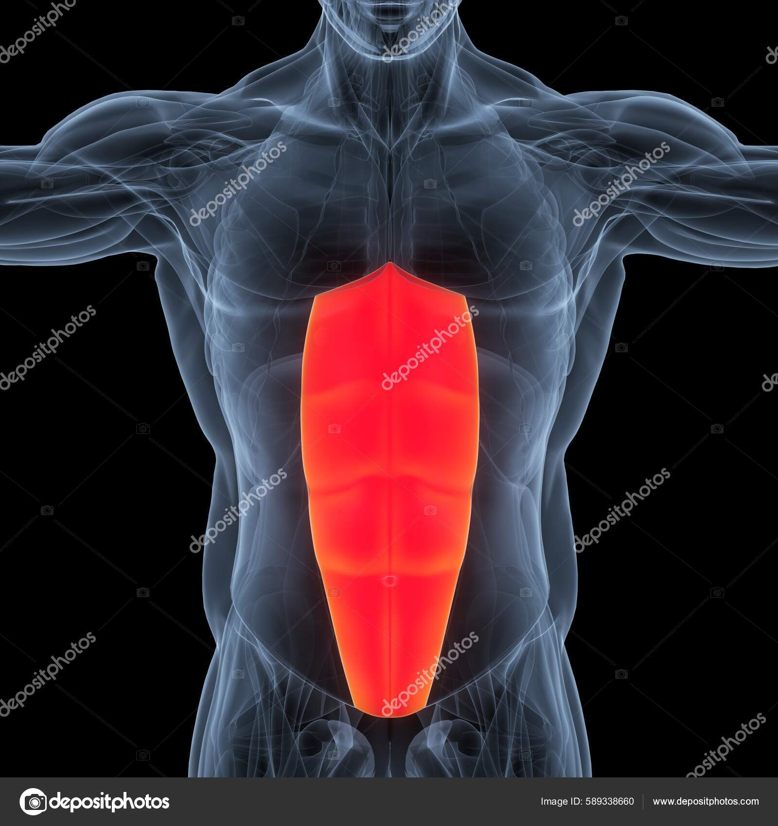 Human Muscular System Torso Muscles Anatomy — Foto © magicmine #589338660