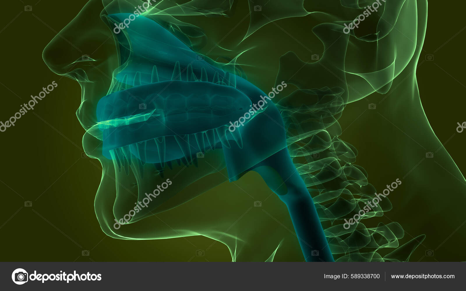 Sistema Digestivo Boca Glándulas Salivales