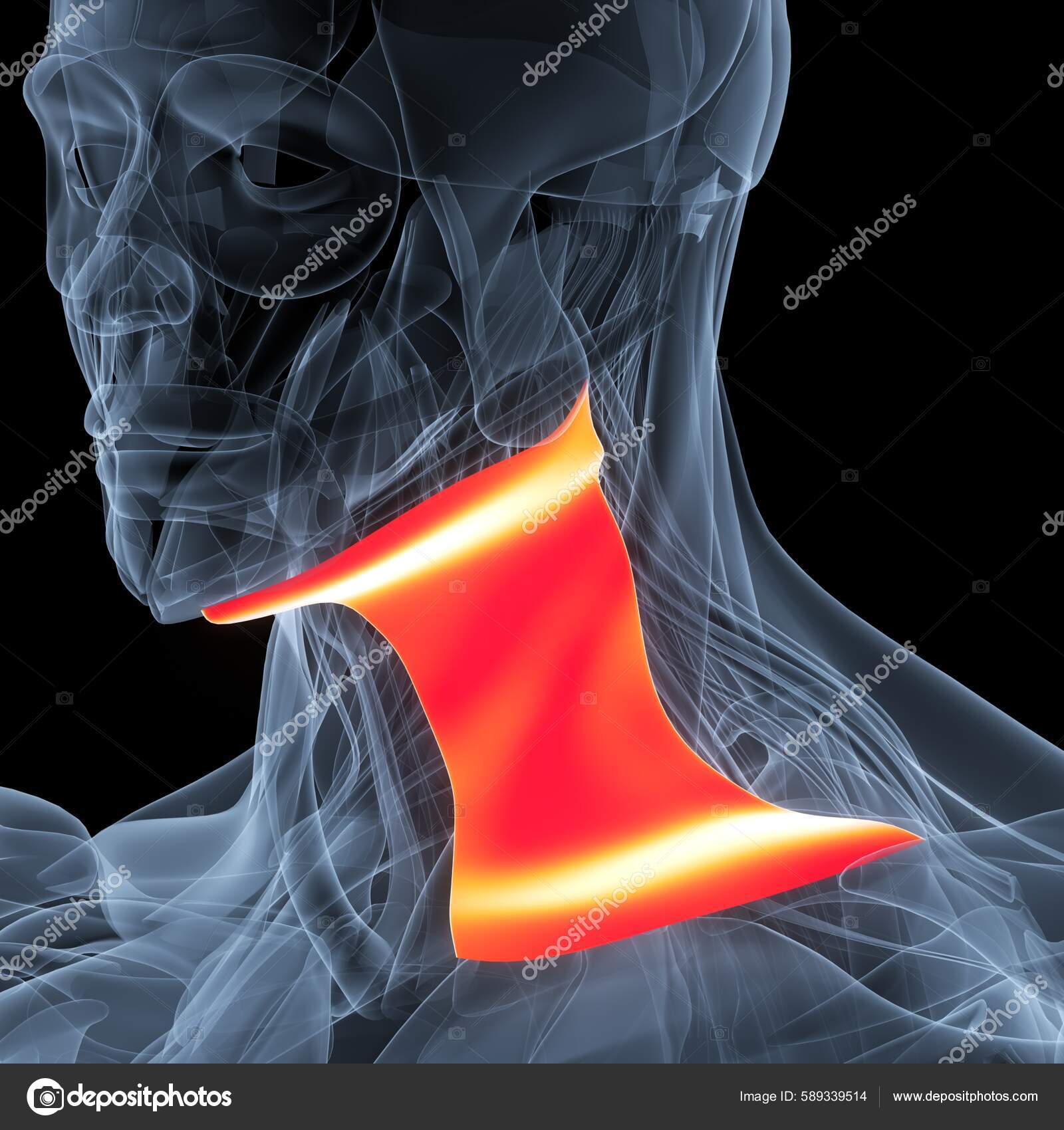 Human Body Muscular System Neck Muscles Anatomy — Stock Photo ...