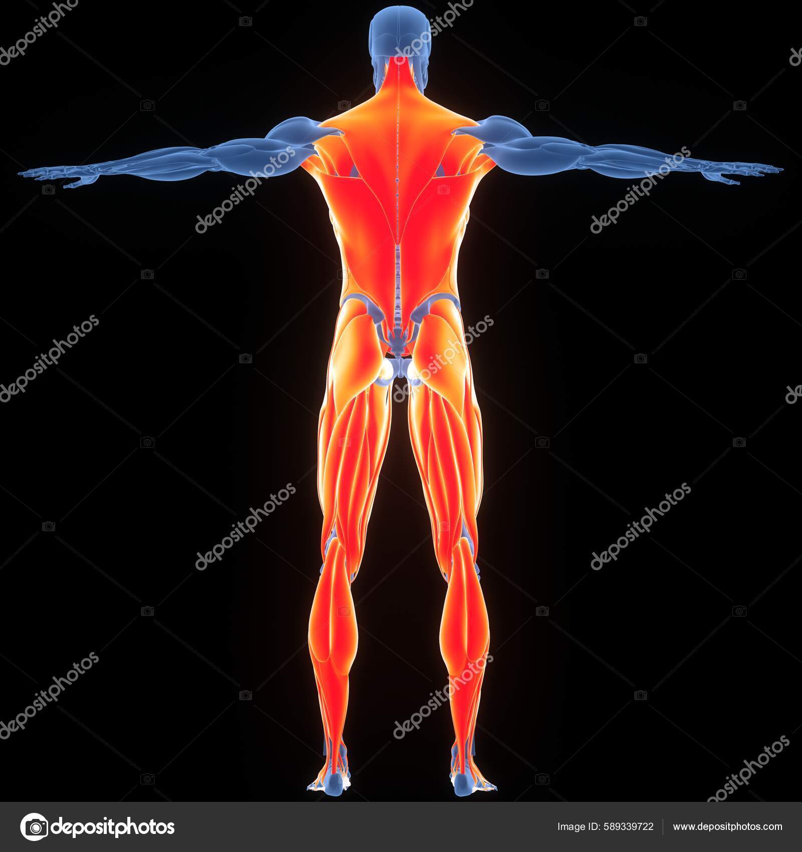 Anatomía Los Músculos Del Sistema Muscular Humano — Foto de stock ...