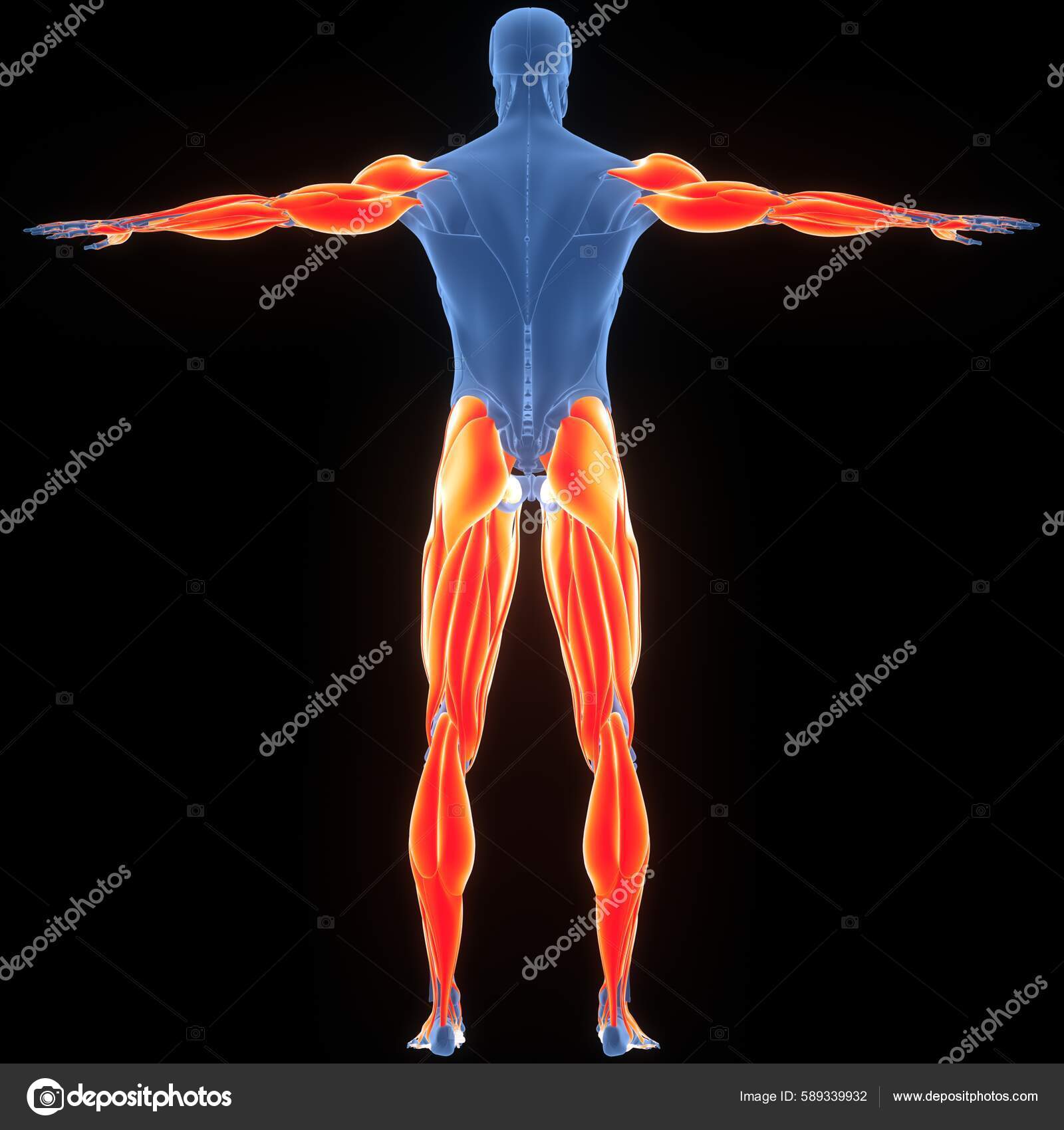 Anatomia Dos Musculos Humanos