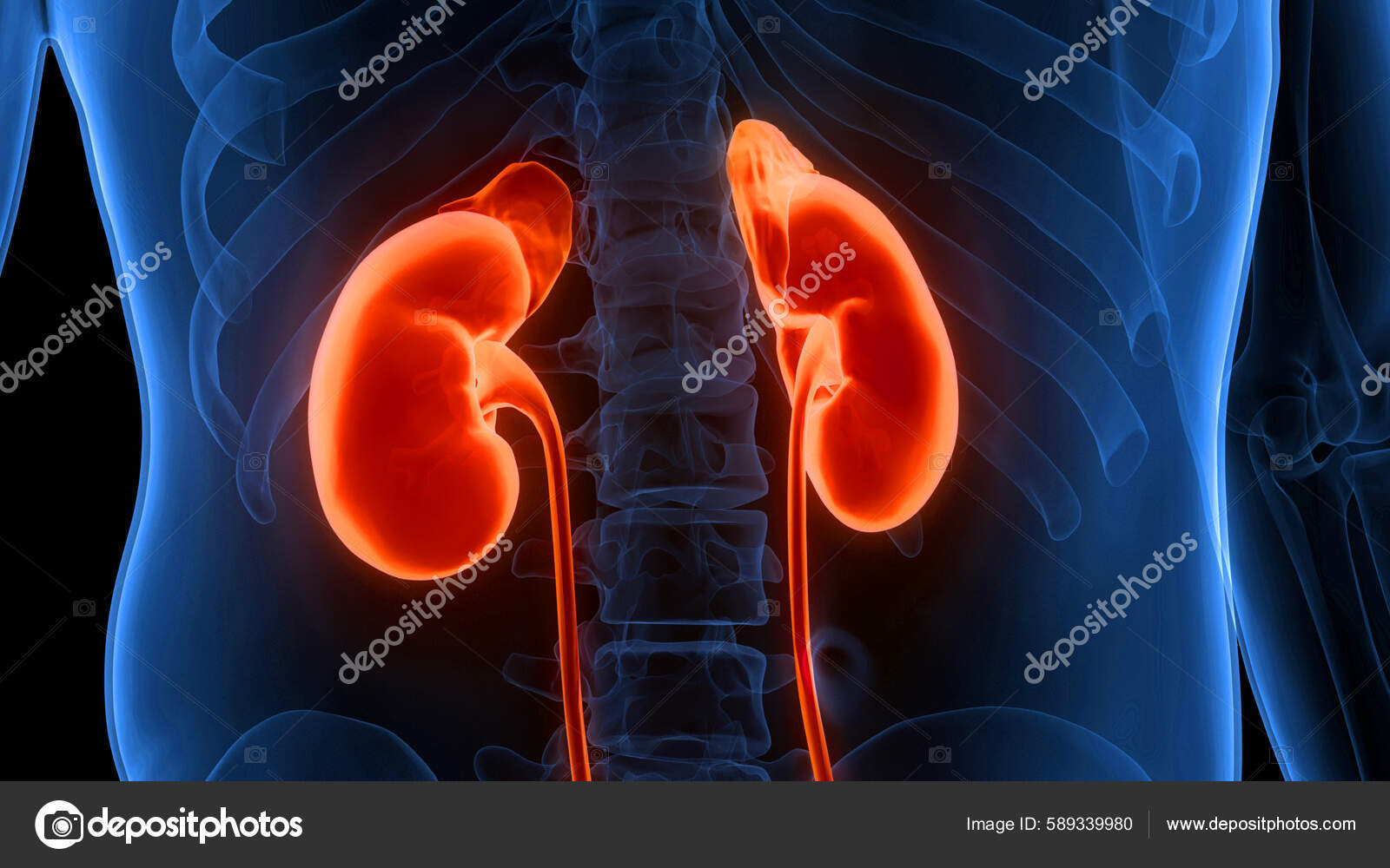 Human Urinary System Kidneys Anatomy Stock Photo by ©magicmine 589339980