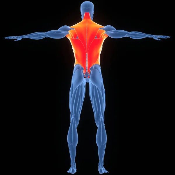 Muskler Anatomi Tredimensionell — Stockfotografi © magicmine #589344022