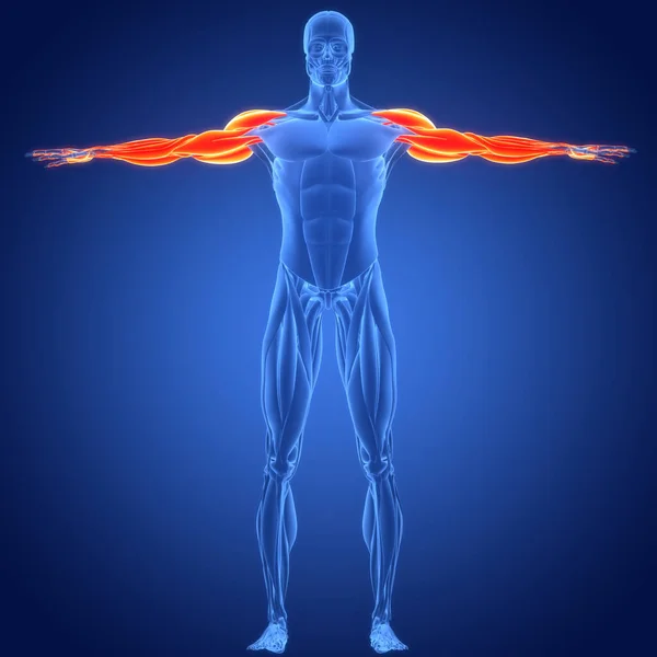 Muscle anatomy Images - Search Images on Everypixel